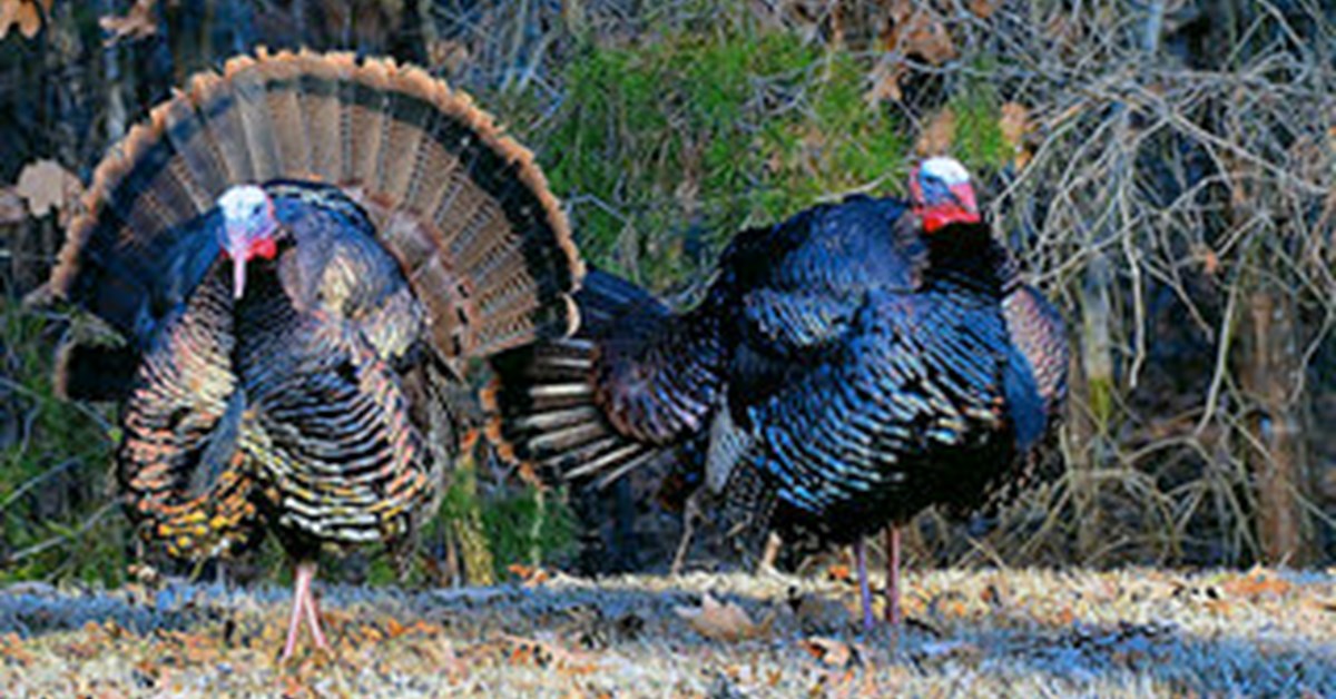 NRA Blog | U.S. Fish & Wildlife Service distributing $1.1 billion to ...