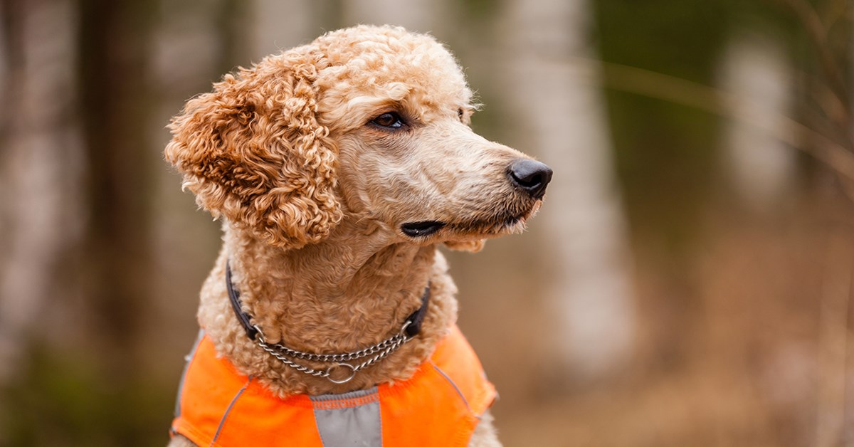 NRA Blog | The Poodle, The Underrated Hunting Dog