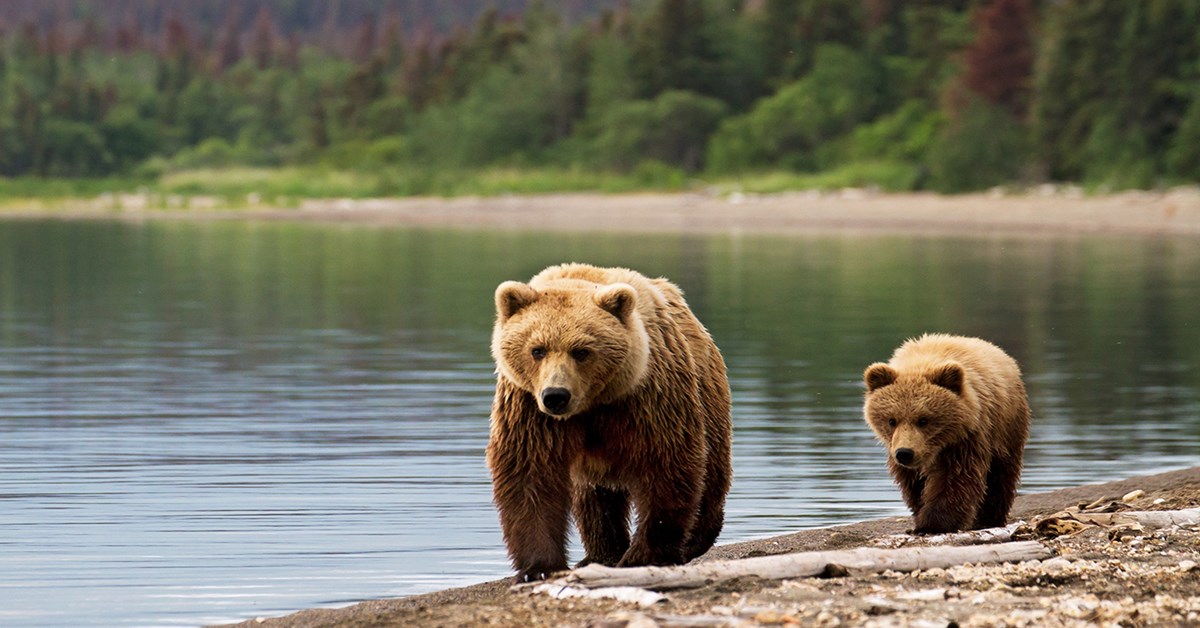 NRA Blog | What You Need to Know About Bears...