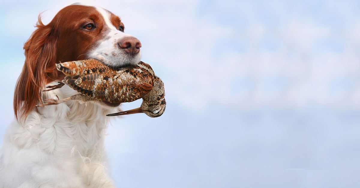 NRA Blog | Gundogs are the Best Dogs
