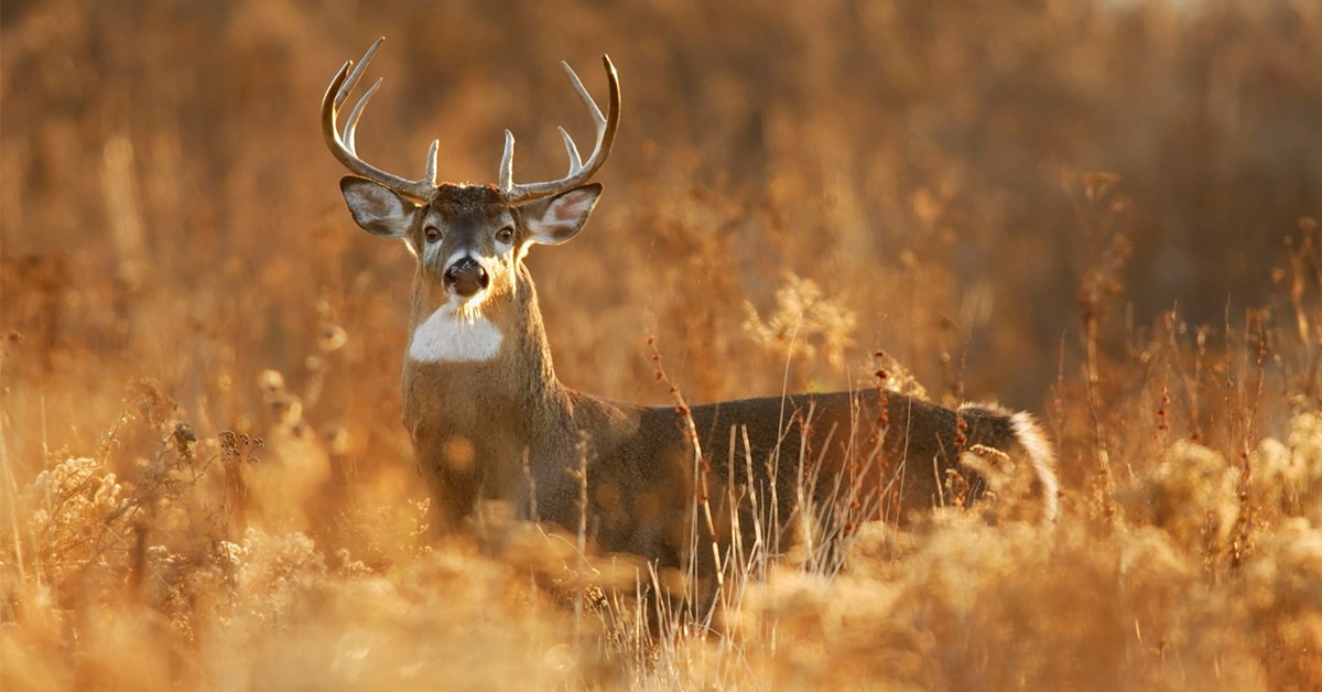 NRA Blog | Hunting is Conservation
